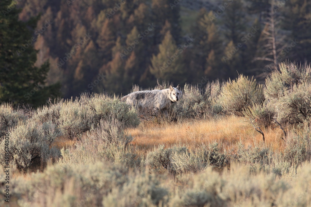 Chief Wolf 472F Agates pack wild, non-captive wolf - Yellowstone ...