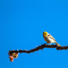 Verdin Bird Free Stock Photo - Public Domain Pictures