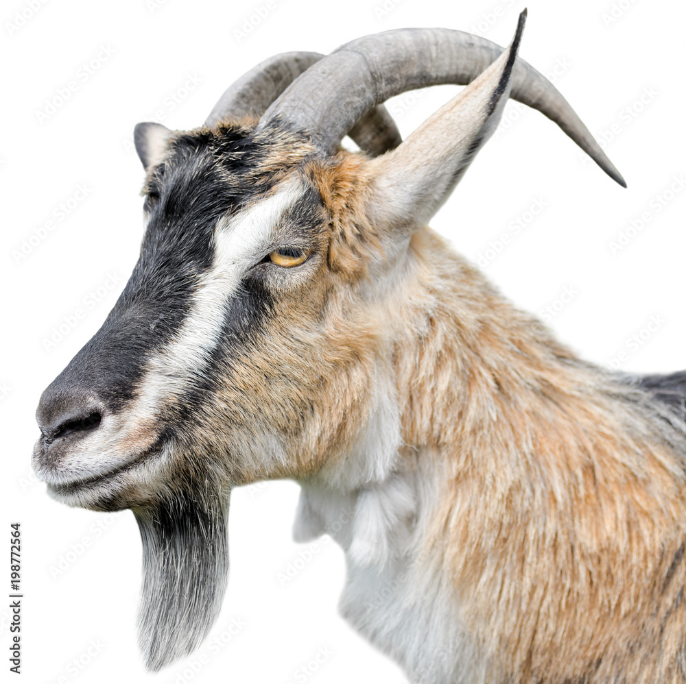 Goat portrait close up. Beautiful, cute, young brown goat isolated on ...