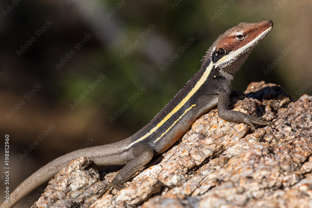 Long-nosed dragon (Amphibolurus longirostris) Stock Photo | Adobe Stock