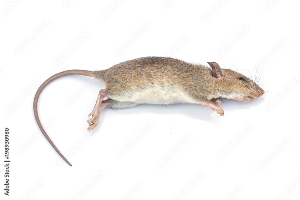 Dead rat on a white background Stock Photo | Adobe Stock