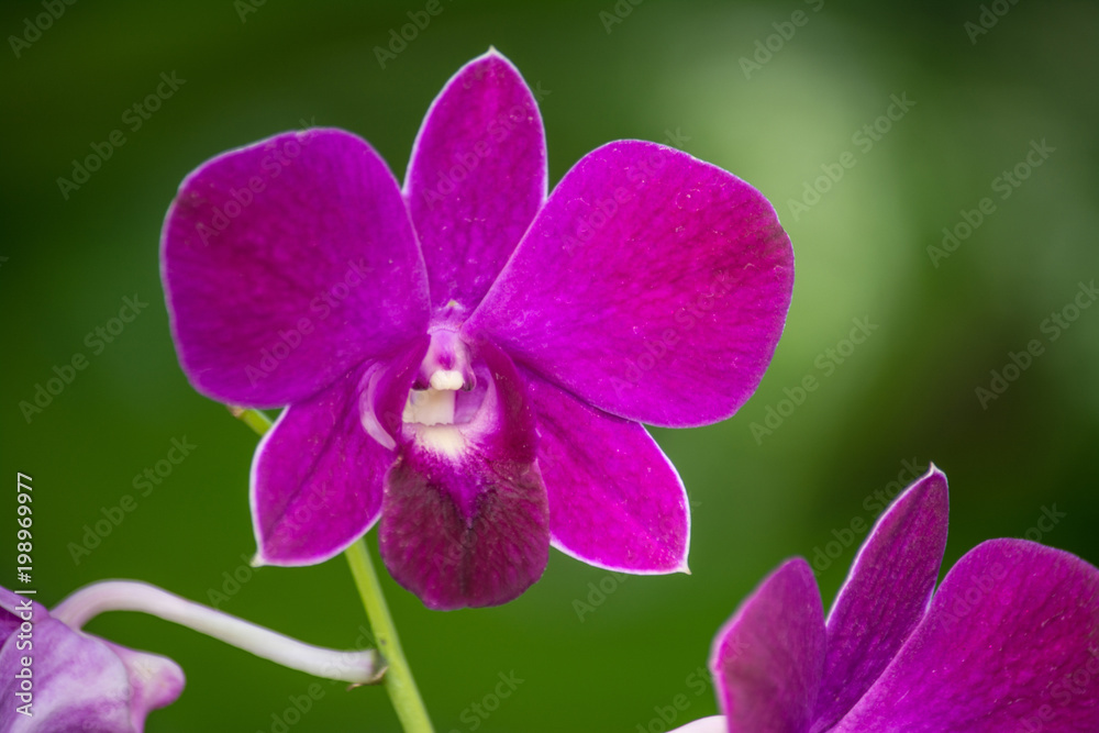 Vanda sanderiana that is the Queen of Philippine flowers and is ...