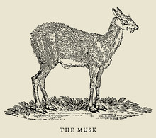 Musk Deer Free Stock Photo - Public Domain Pictures