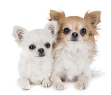 Chihuahuas Free Stock Photo - Public Domain Pictures