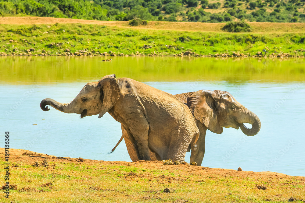 Two young African Elephants near a pool. Addo Elephant National Park ...