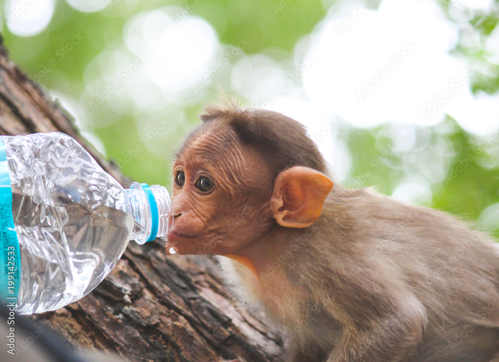 Cute baby monkey drinking water from a bottle Stock Photo | Adobe Stock