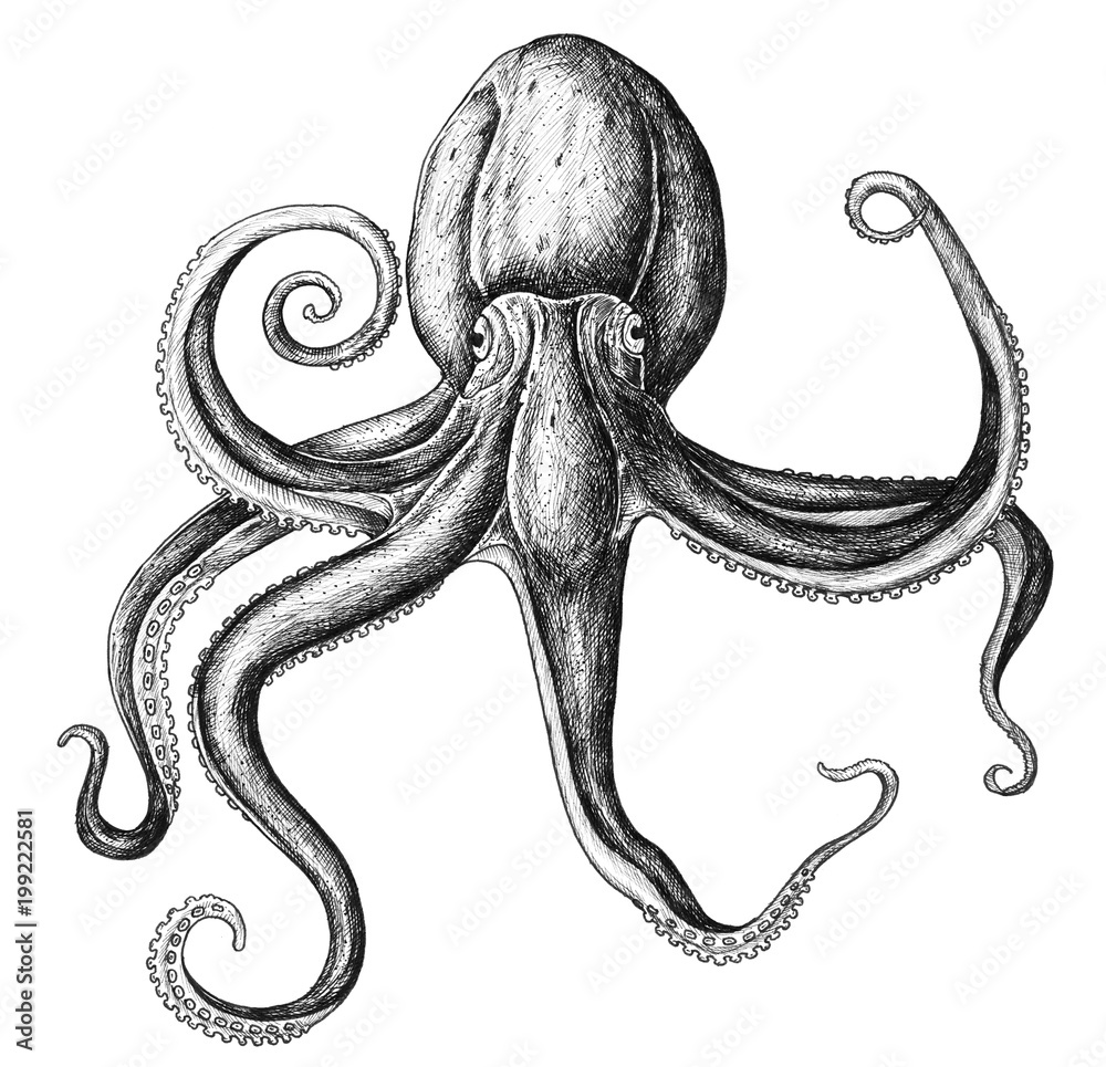 Hand drawn octopus isolated Stock Illustration | Adobe Stock