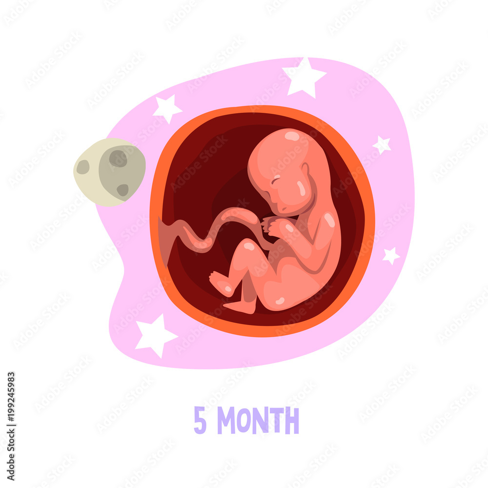 5th month of baby s growth in womb. Fetal development. Vector element ...