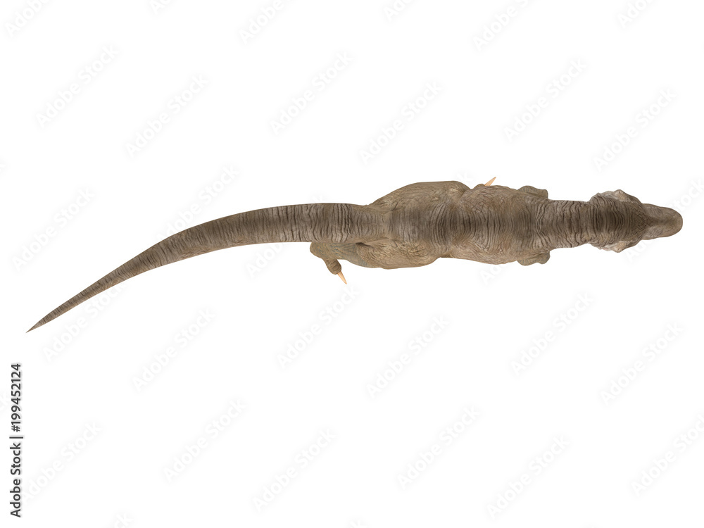 Tyrannosaurus Rex or T-rex from different point of view like top front ...