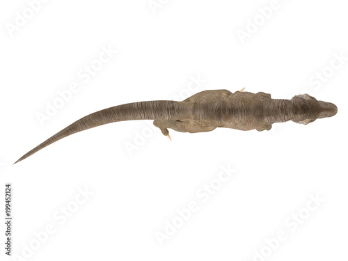 Tyrannosaurus Rex or T-rex from different point of view like top front ...