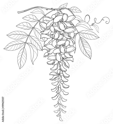 Vector Branch Of Outline Wisteria Or Wistaria Flower Bunch Bud And vector-branch-of-outline-wisteria-or-wistaria-flower-bunch-bud-and