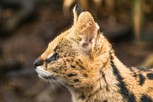 African Serval Cat Close-up Gratis Stock Bild - Public Domain Pictures