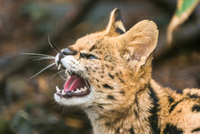 African Serval Cat Close-up Gratis Stock Bild - Public Domain Pictures