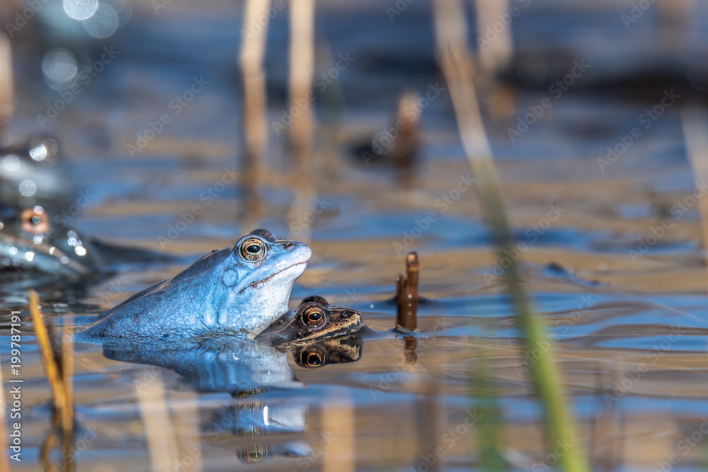 Moor frogs when mating. The male moor frogs turn to mating blue ...