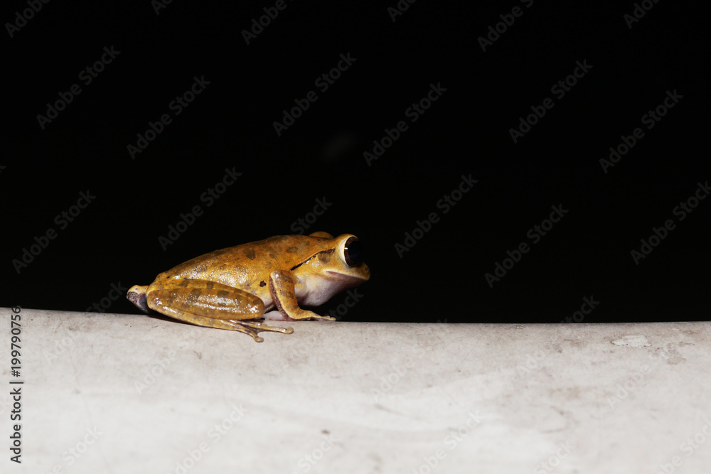 Macro photo of Common tree frog or Golden tree frog or Polypedates ...