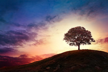 The Solitary Tree Free Stock Photo - Public Domain Pictures
