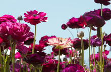 Ranunculus Flower Field Free Stock Photo - Public Domain Pictures