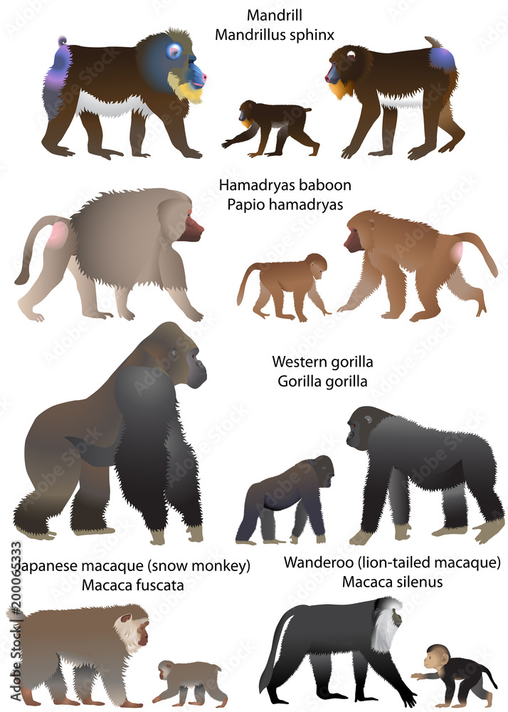 Collection of monkeys living in the territory of Africa and Asia ...