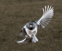 Dark Eyed Junco Free Stock Photo - Public Domain Pictures