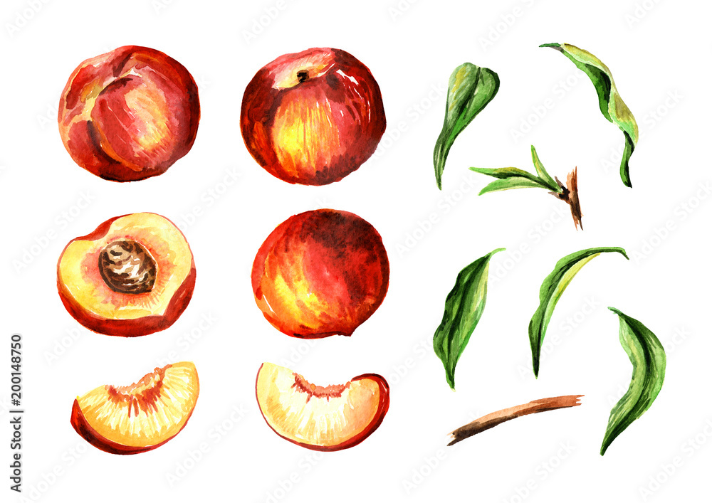 Whole and cut peach fruits and leaves set. Watercolor hand drawn ...