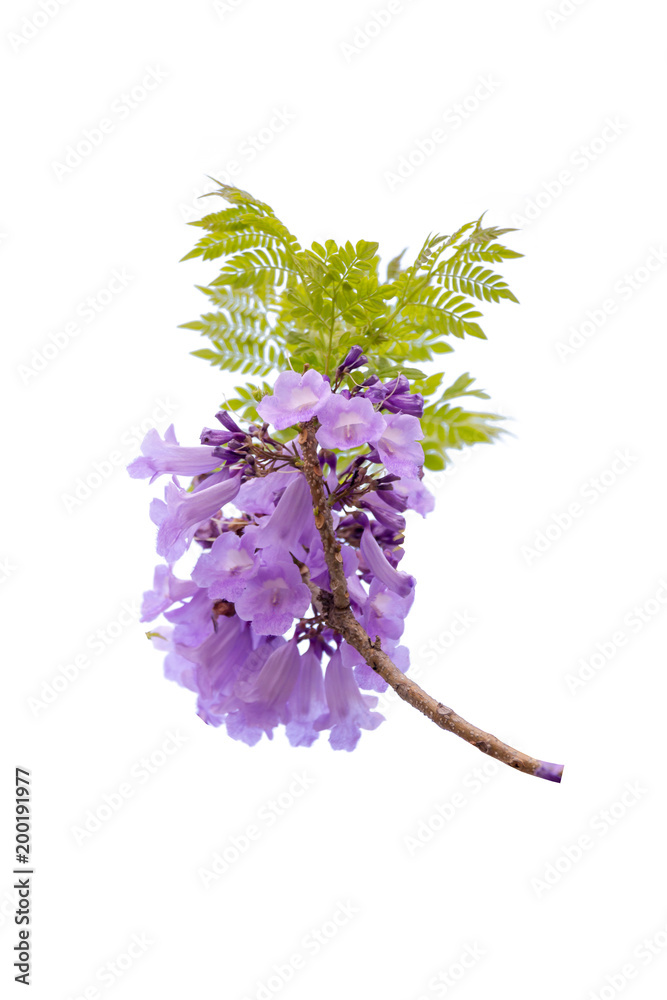 Close up of beautiful purple jacaranda trees, isolated on white ...