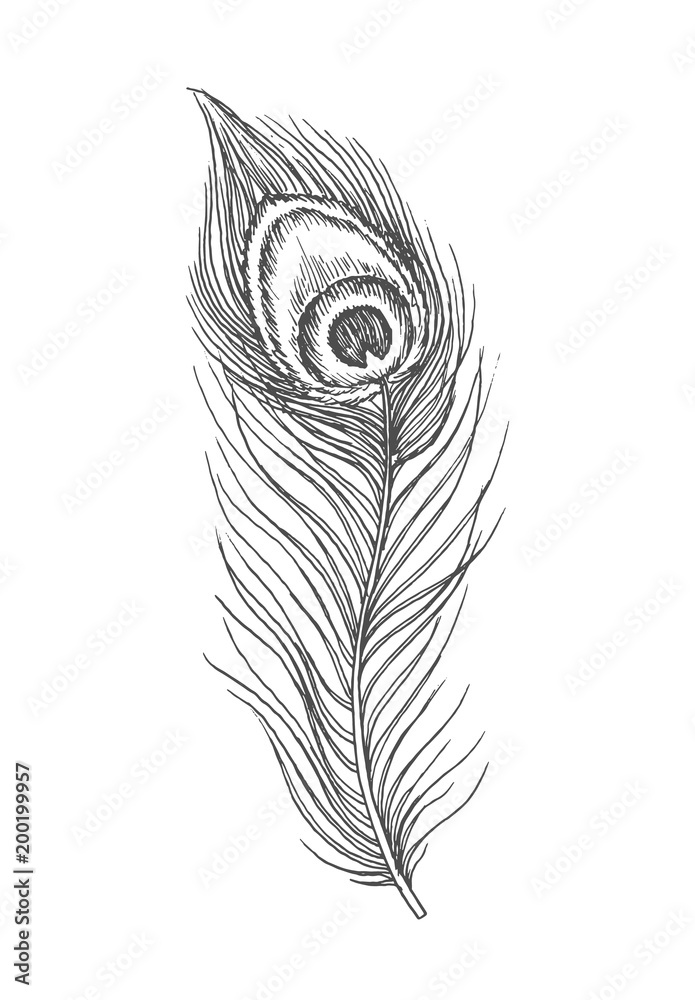 Beautiful hand drawn peacock feather doodle, ink sketch isolated on ...