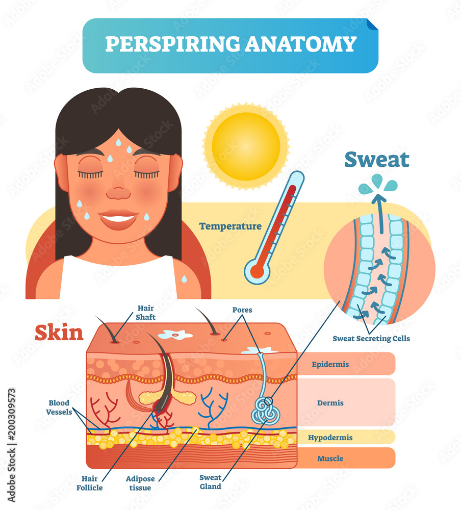 Perspiring Anatomical Skin Cross Section Vector Illustration Diagram ...