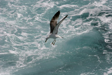 Seagull Flying Over The Ocean Free Stock Photo - Public Domain Pictures