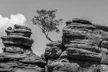 The Rocks Are Alive Free Stock Photo - Public Domain Pictures