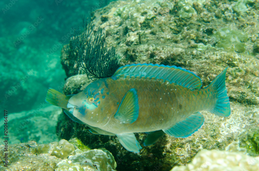 Stockfotot (Scarus compressus), Azure parrotfish, feeding in a ...