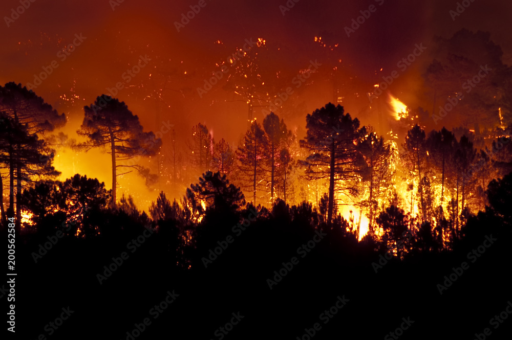 Forest fire, Pinus pinaster, Guadalajara (Spain) Stock Photo | Adobe Stock