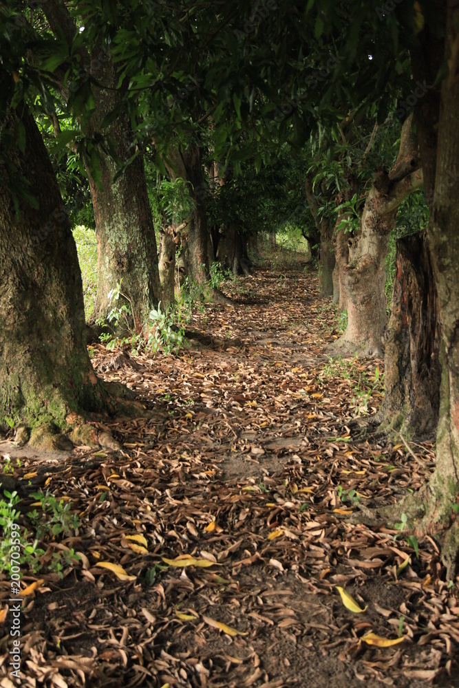 Mango Trees - Uganda, Africa Stock Photo | Adobe Stock