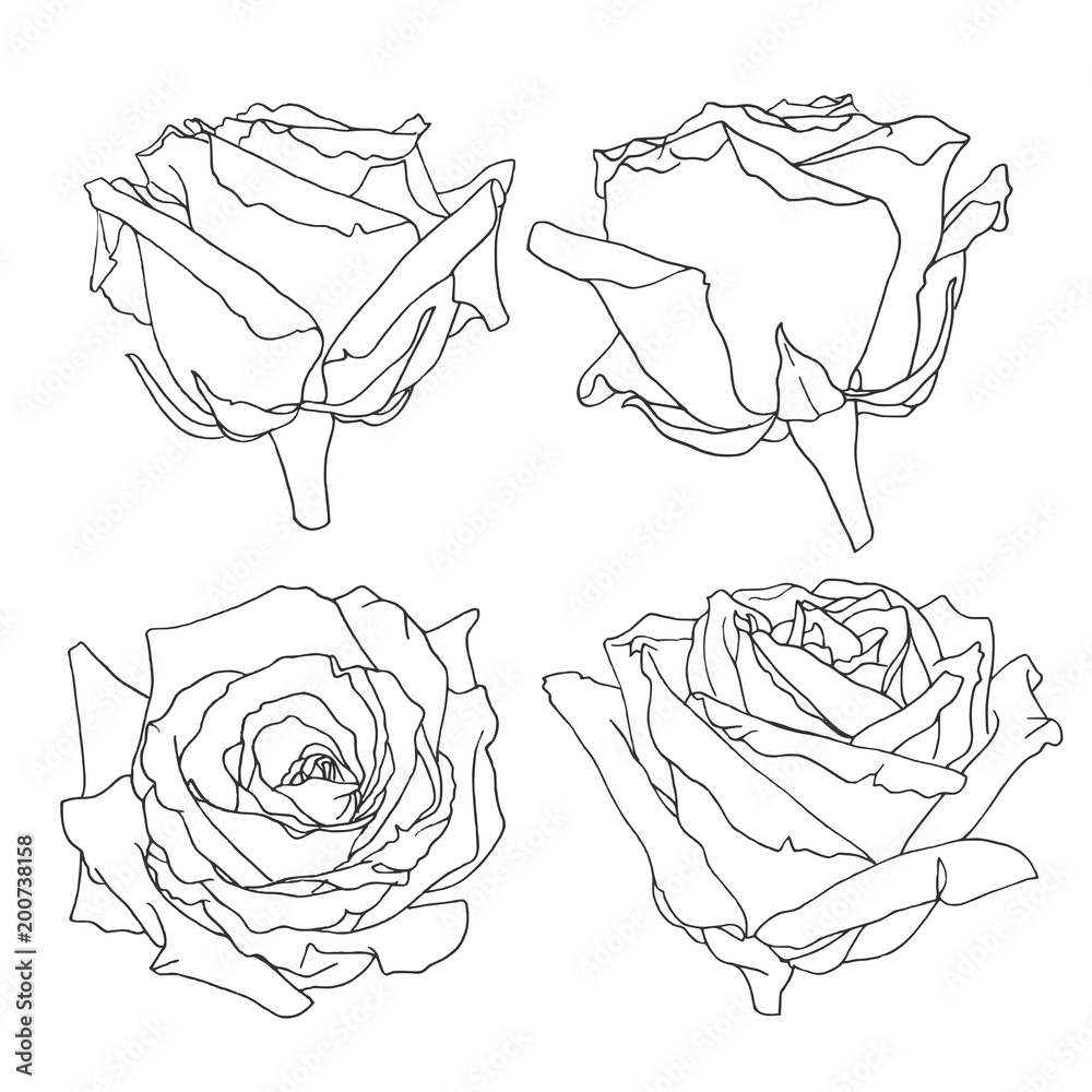 Hand drawn roses line art, isolated on white background. Outline ...