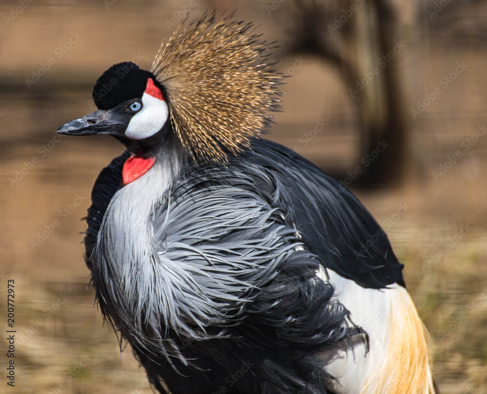 Crowned crane is a large bird from the family of real cranes, leading a ...
