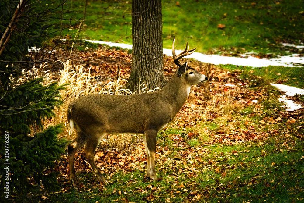 Beautiful whitetail deer buck odocoileus virginianus standing amongst ...