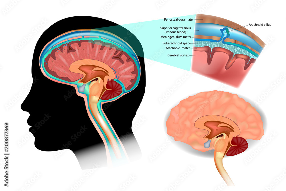 Vector de Stock Diagram Illustrating Cerebrospinal Fluid (CSF) in the Brain Central Nervous ...