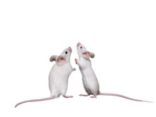Two Mice Free Stock Photo - Public Domain Pictures