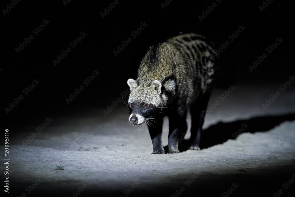 Foto Close up African civet, Civettictis civetta, night photo of wild ...