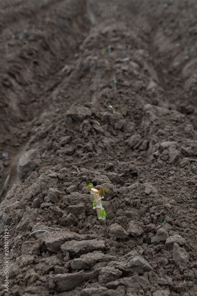 One of the cut stems of tapioca is now planted in the fertilized ...