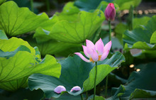 Faded Lotus Flower In Blossom, Pink Free Stock Photo - Public Domain ...