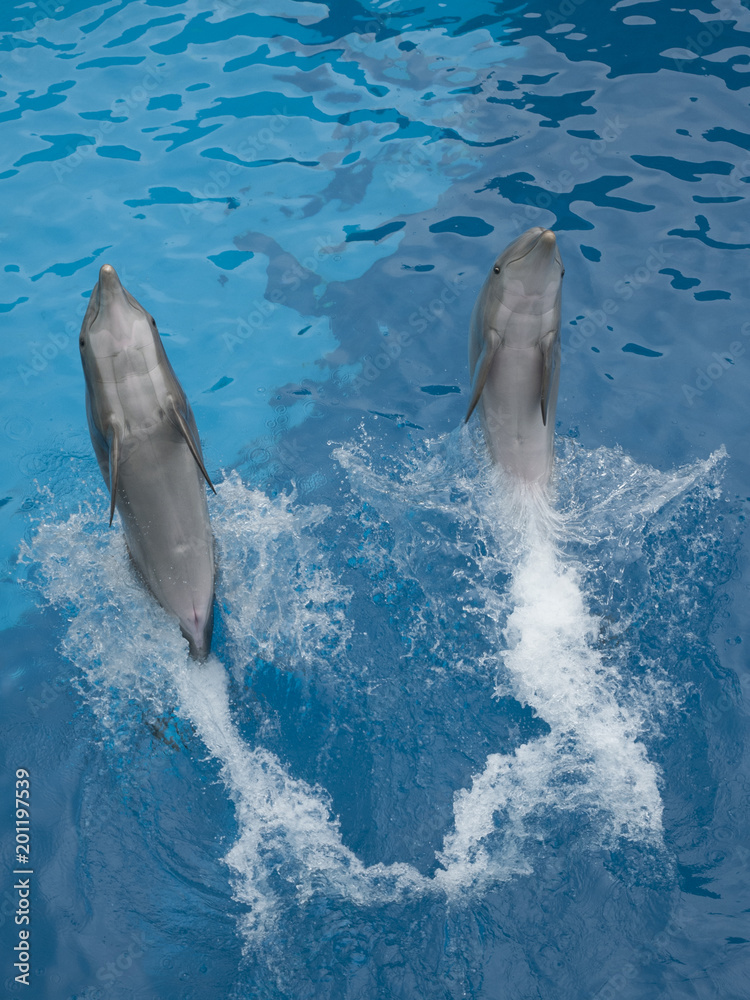 Dolphin, back Stock Photo | Adobe Stock