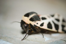 Tater Bug Free Stock Photo - Public Domain Pictures