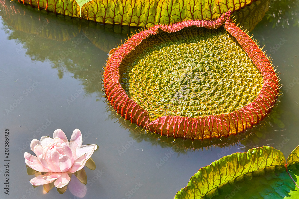 Victoria Amazonica Giant Water Lilies closeup Stock Photo | Adobe Stock