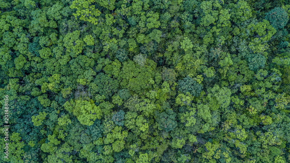 Foto de Stock Aerial top view abstract green jungle forest, Texture and ...