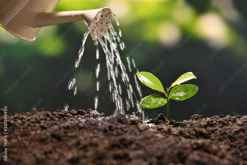 Sprout watered from a watering can on nature background Stock Photo ...