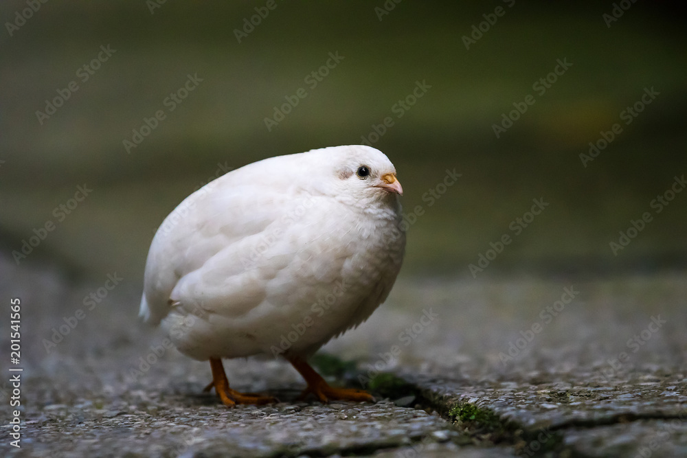 White Button Quail
