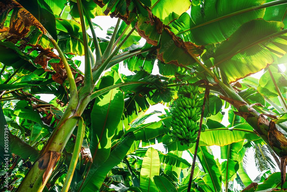 Foto Wide-angle view from bottom: banana garden with many palms with ...