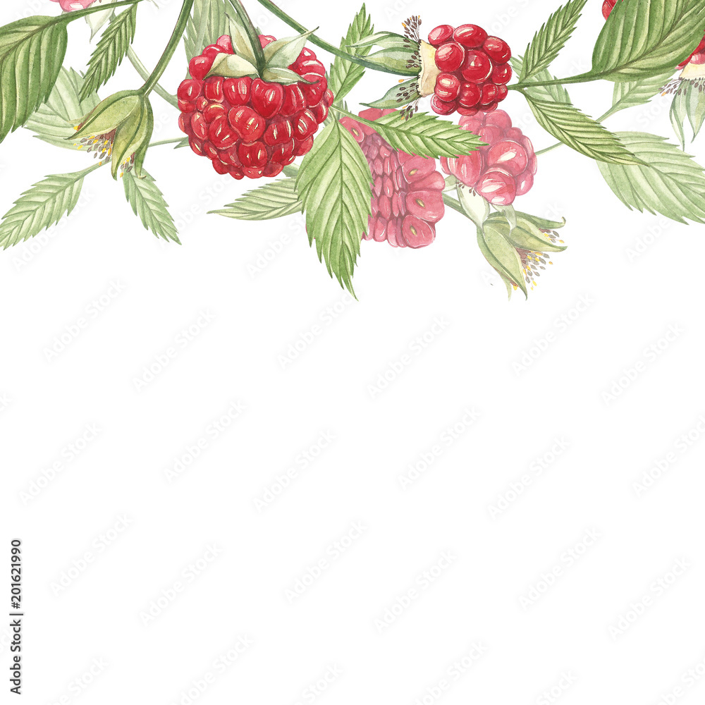 Hand drawn watercolor painting raspberry on white background. Frame ...