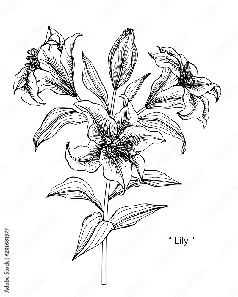 Lily flower drawing illustration. Stock Illustration | Adobe Stock