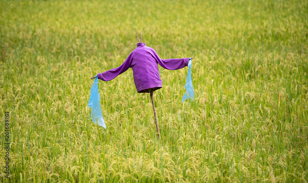 Scarecrow in yellow rice paddy field. A scarecrow or hay-man is a decoy ...